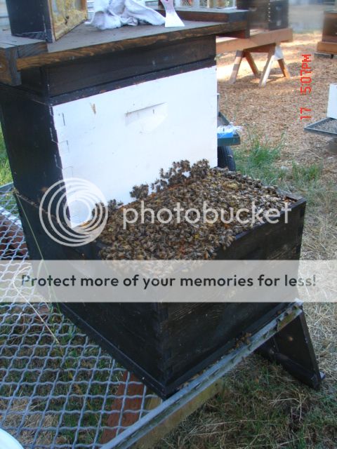 How I plan on overwintering 40 mating nucs on mini frames | Page 6 | Beesource Beekeeping Forums